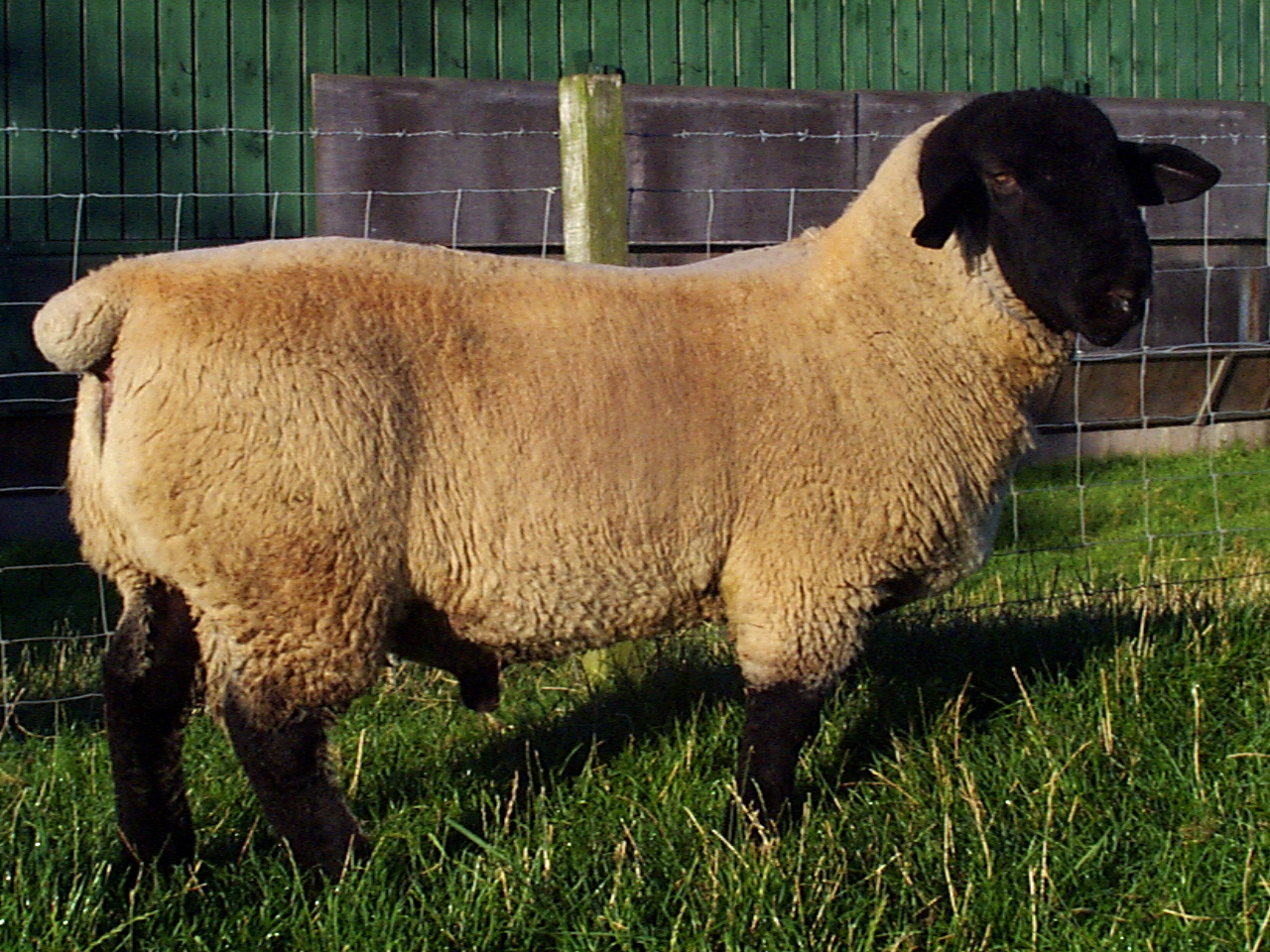 NADIS - National Animal Disease Information Service