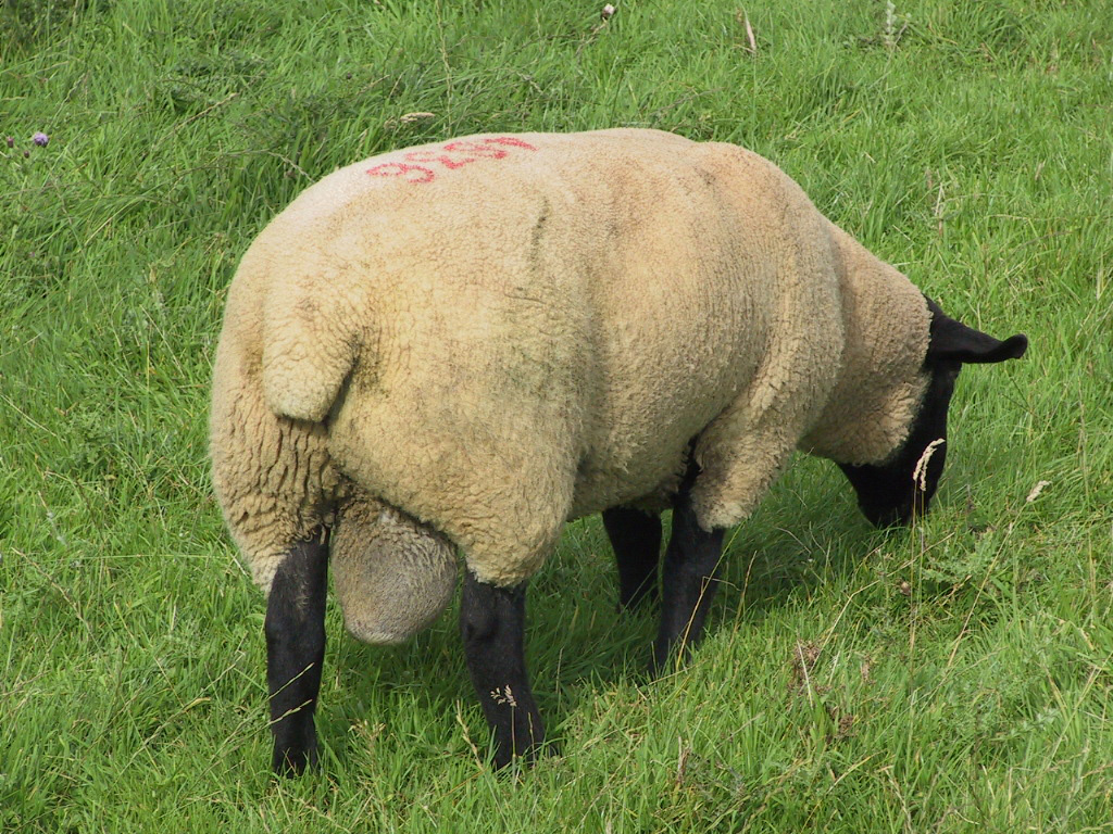 NADIS - National Animal Disease Information Service