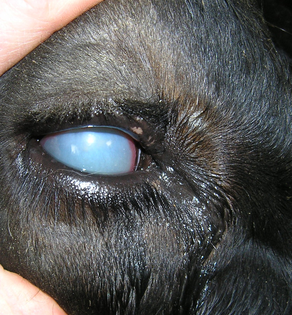 NADIS - National Animal Disease Information Service