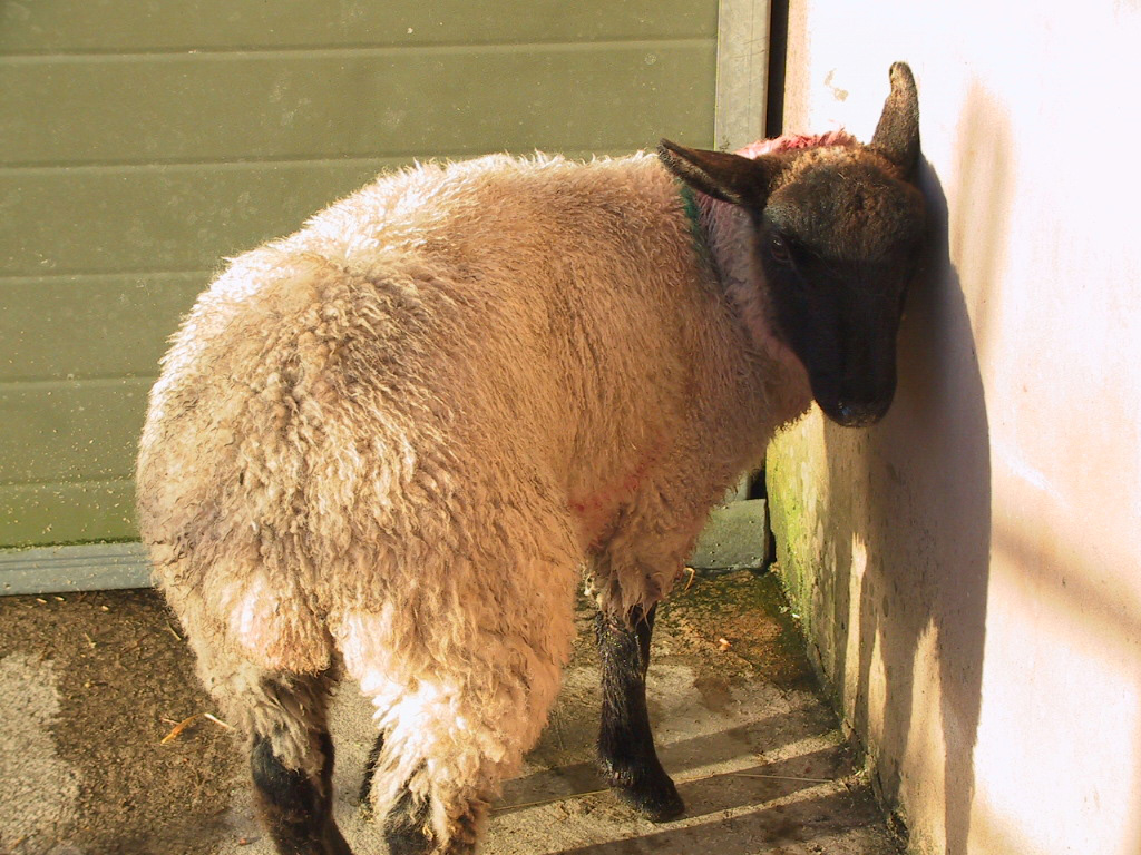 NADIS - National Animal Disease Information Service