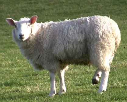 NADIS - National Animal Disease Information Service