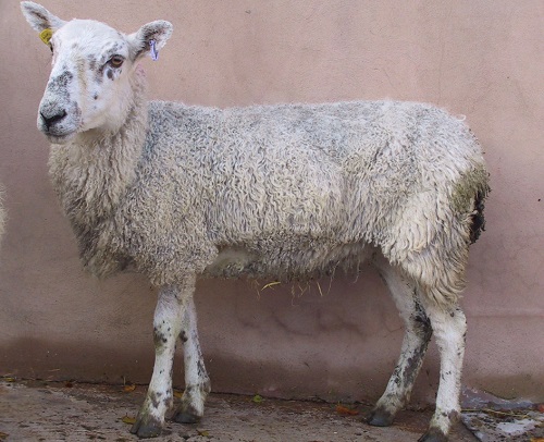 NADIS - National Animal Disease Information Service