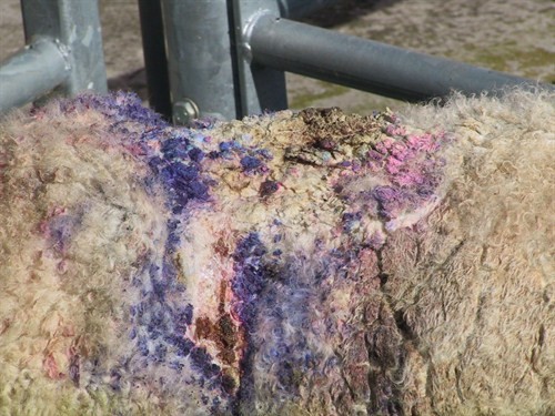 NADIS - National Animal Disease Information Service