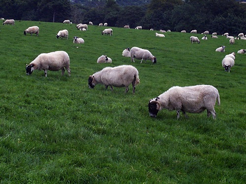 NADIS - National Animal Disease Information Service