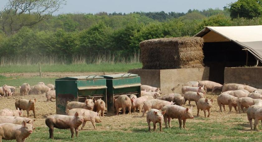 NADIS - National Animal Disease Information Service