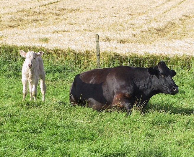 NADIS - National Animal Disease Information Service