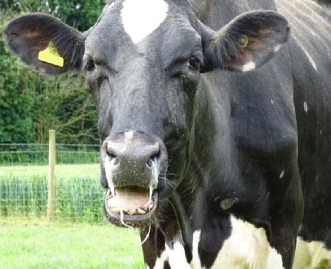 NADIS - National Animal Disease Information Service