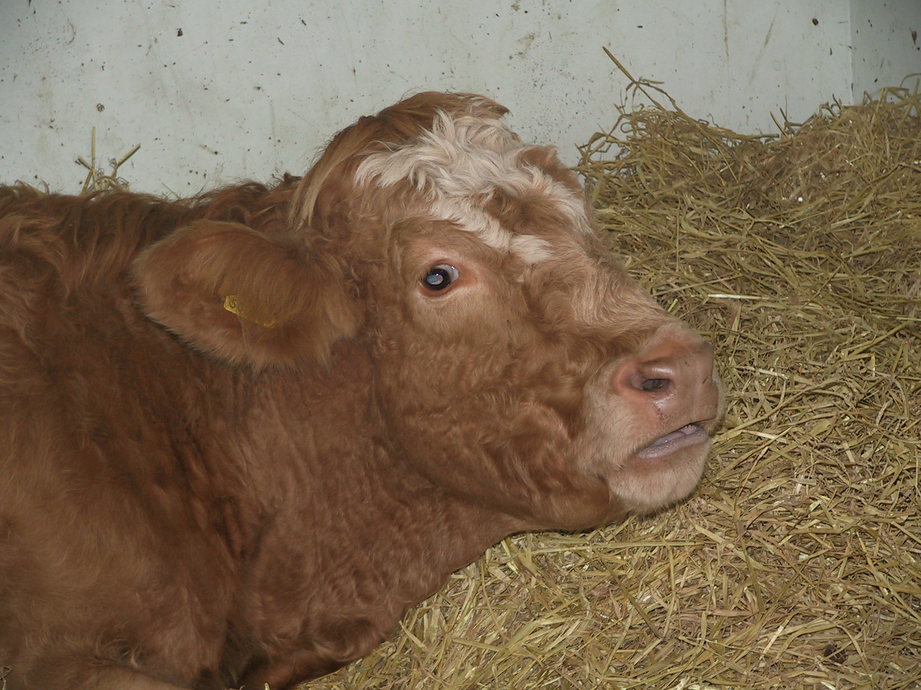 NADIS - National Animal Disease Information Service