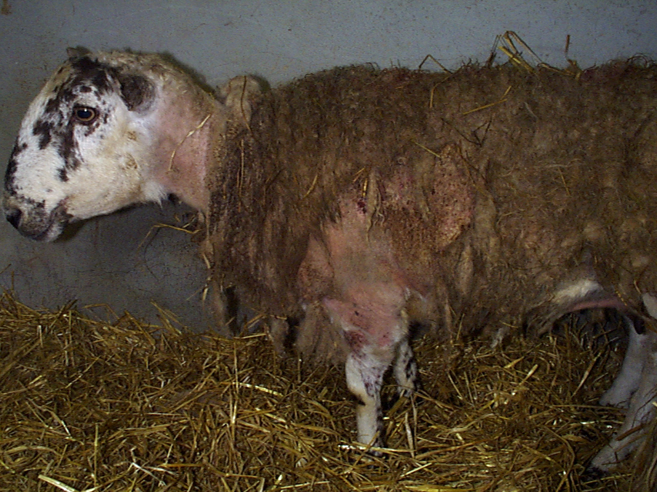 NADIS - National Animal Disease Information Service