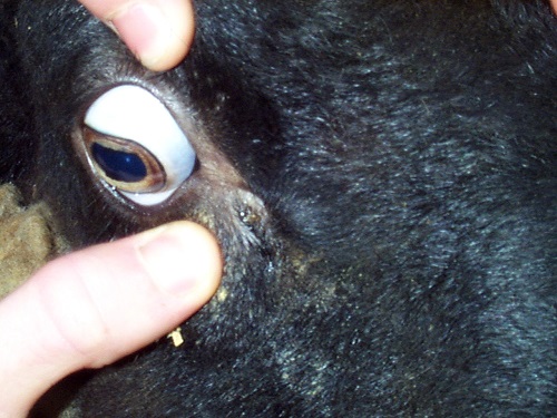 NADIS - National Animal Disease Information Service