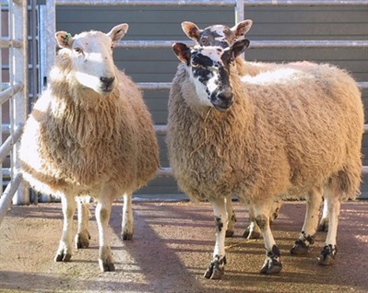 NADIS - National Animal Disease Information Service