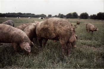 NADIS - National Animal Disease Information Service